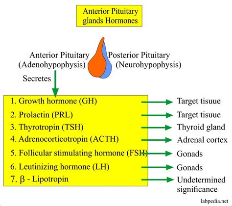 Hypothalamus And Pituitary Gland Hormones