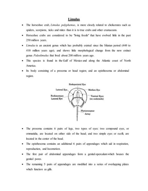 Limulus Ppt