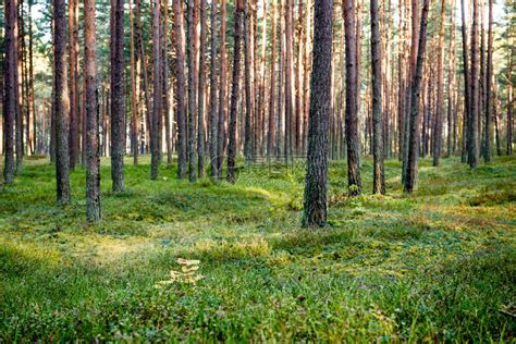 森林里有树干阳光和芒的树高清图片下载 正版图片507315026 摄图网
