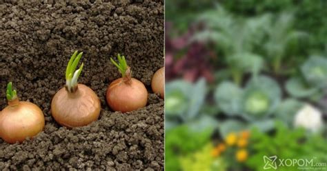 Эдгээр ногоонууд бие биенгүйгээр сайн ургаж чадахгүй заавал цугтаа байх ёстой Ийм хөршийн