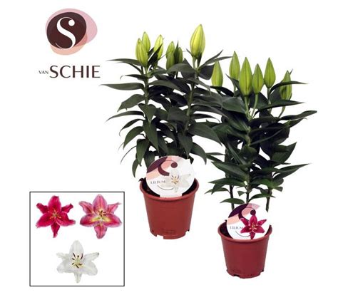 Lilium Or Green Solutions