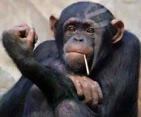 Create Meme Funny Monkey With A Cigarette Monkey Fuck Chimpanzees Pictures Meme Arsenal Com