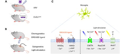 Chemogenetic And Optogenetic Approaches In Microglia A Download Scientific Diagram