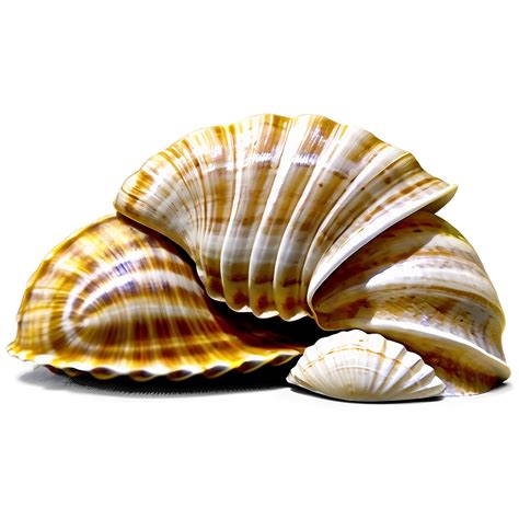 Download Seaside Shell Collection Png Tcq