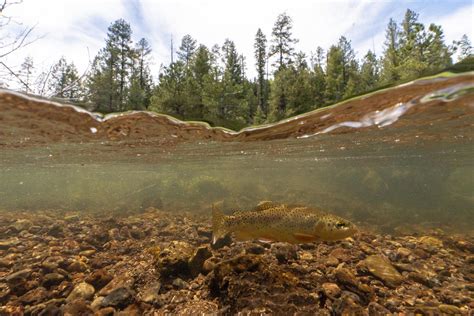Apache Trout
