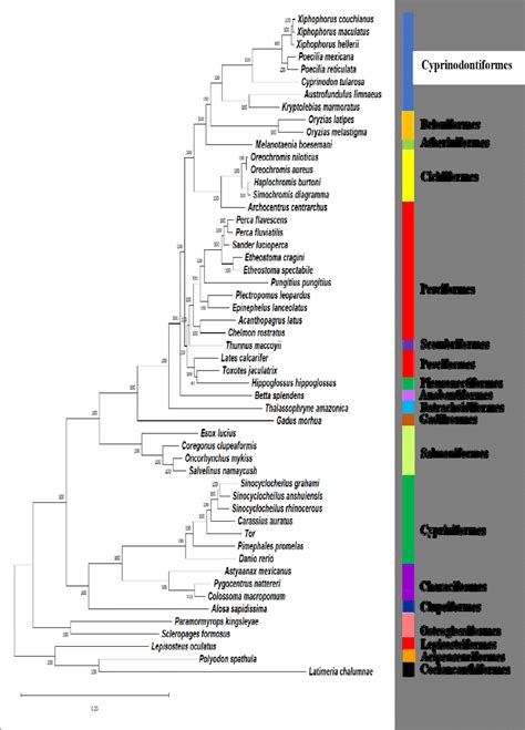 Maximum Likelihood Tree Plotted On Actinopterygii Species Inferred Download Scientific