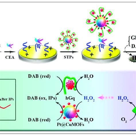 Example For Cu Mof Electrochemical Sensor A Schematic Illustration