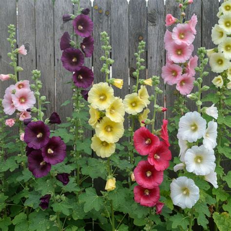 How To Grow Hollyhocks Complete Guide From Seed To Bloom