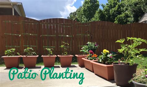 Tomato Plants For Your Patio And Other Plant Picks