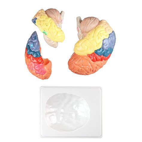 Vab470 Regional Color Coded Brain Brains And Nervous System