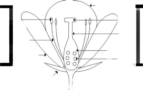 Plant Anatomy Diagram Diagram Quizlet