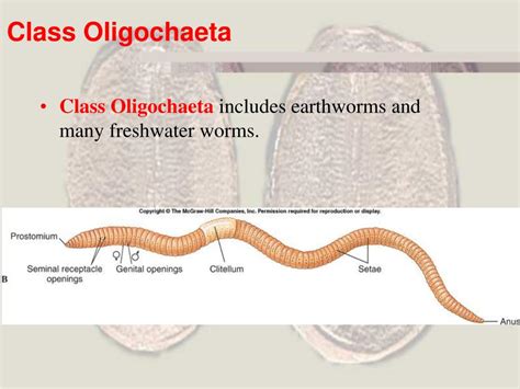 Ppt Phylum Annelida Powerpoint Presentation Free Download Id5489644
