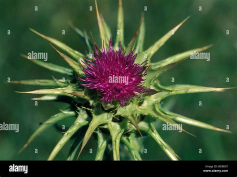 California Thistle Carduus Californicum Santa Cruz Island Preserve