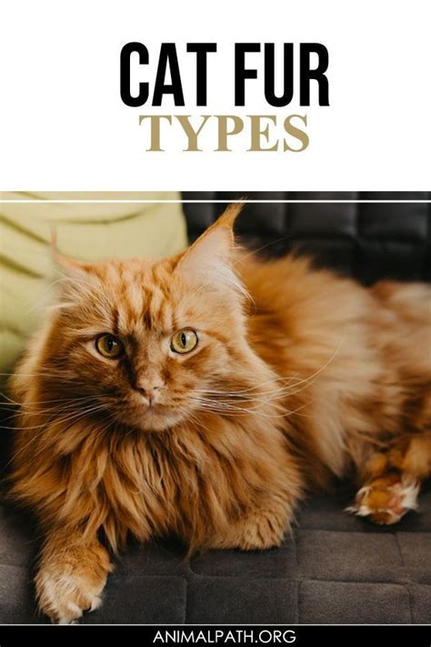 Cat Fur Types Cat Fur Cats Common Cat Breeds