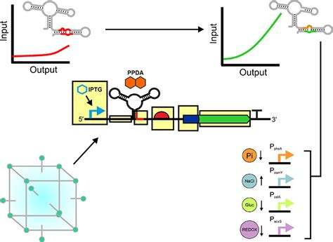 Quantifying The Inputs Of Atp And Nadph And Output Of Pi