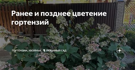 Ранее и позднее цветение гортензий Гортензии хвойные 🌷любимый сад Дзен