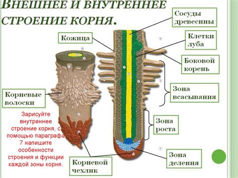 Корень. Биология - презентация онлайн