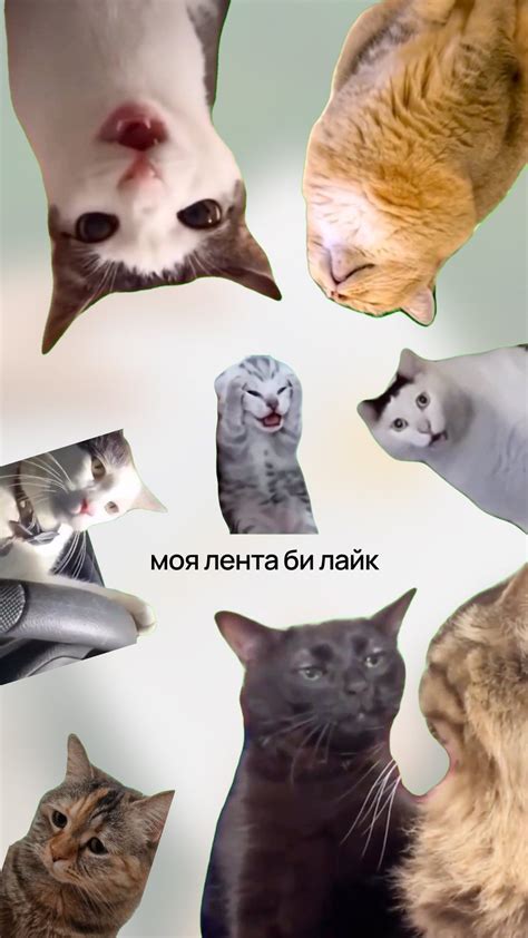 Все мемные коты | Blogway