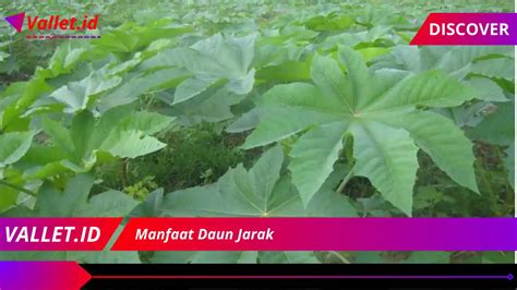 Rahasia Manfaat Daun Jarak Untuk Kesehatan
