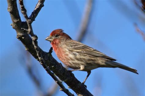 The Surprising House Finch — Olympic Peninsula Audubon Society