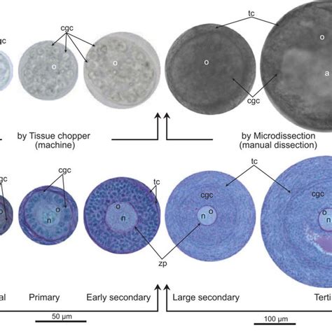Schematic Sequence Of Complete Follicular Development Preantral Phase