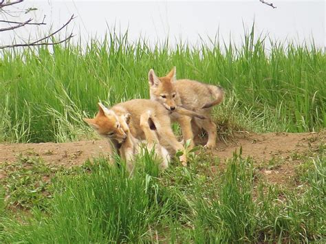 How To Spot A Coyote Den On A Hike Bushcraft Base Camp