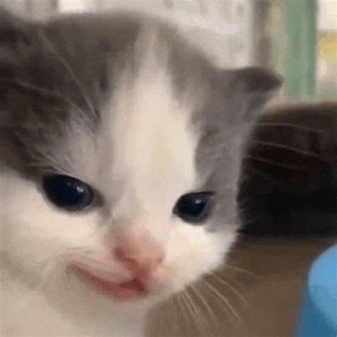 Mwehehe Cat Meme Mwehehe Cat Cat Meme Temukan And Bagikan 