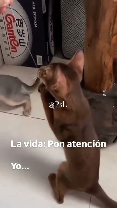 Cuando La Vida Exige Atención Pero Tú Eres Un Michi 😹🎯 Youtube