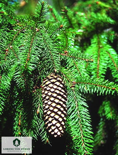 Picea abies | Baumschule LvE