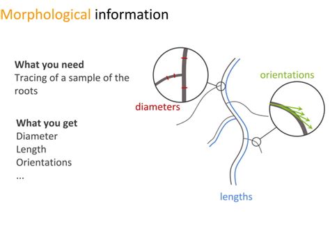Root Phenotyping Ppt