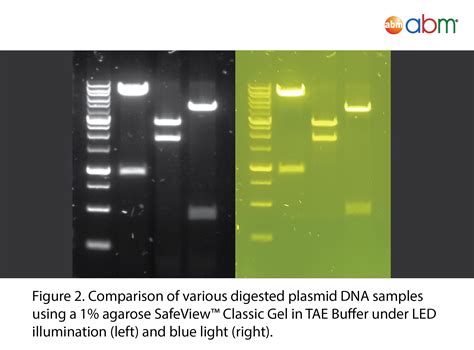 Safeview™ Classic Nucleic Acid Gel Stain Applied Biological Materials