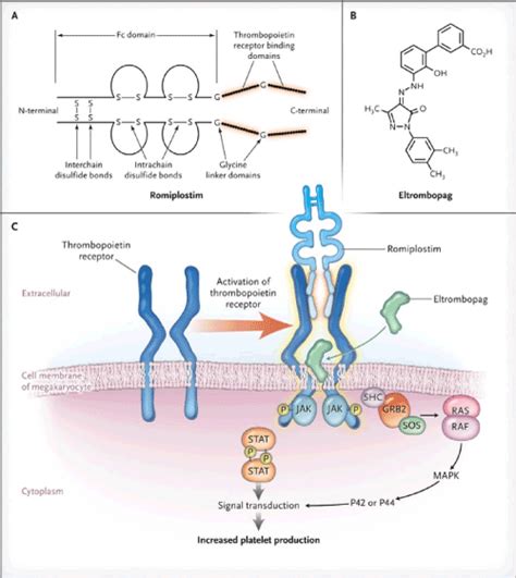 Integrating New Treatment Options Into The Management Of Adult Itp