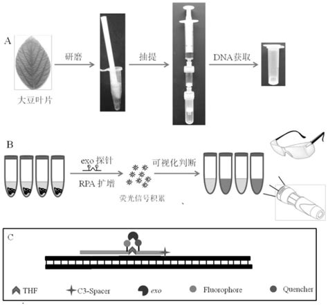 Rpa Primer And Probe Combination For Detecting Transgenic Soybean Shzd32 1 And On Site Rapid