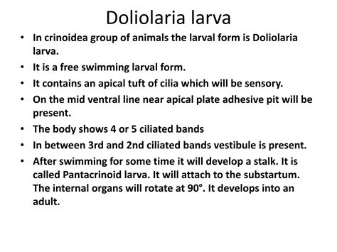 Larval Forms In Echinodermata Pptx