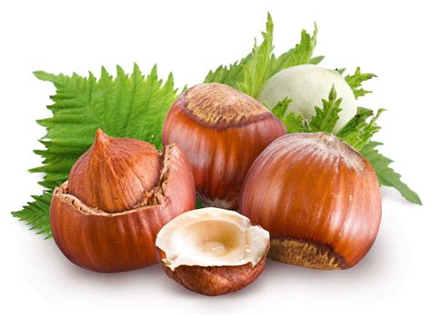 How To Grow A Nut Tree Country Life