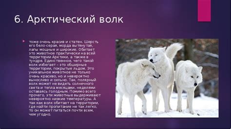 ТОП 10 самых красивых животных МИРА