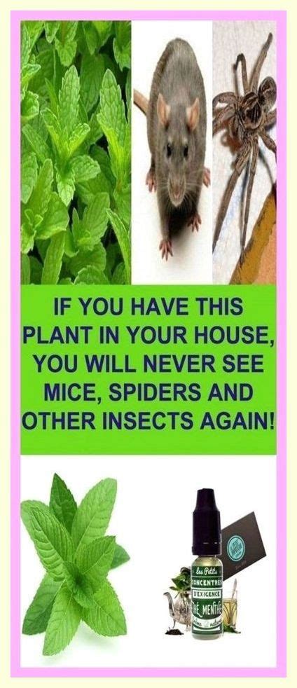 I Really Needed This Supreme Info In 2024 Plants Natural Repellent