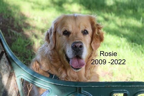 Rosie Flickr