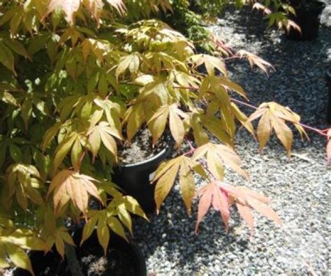 Acer Palmatum Osakazuki Speciality Trees
