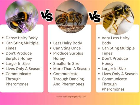 A Comparison Of Bumblebee Vs Honey Bee Vs Wasp