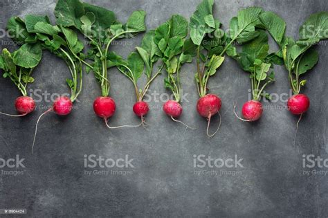 그린와 신선한 원시 유기농 빨간 무의 행 잎 어두운 콘크리트 돌 배경에 위 행 테두리에 배열 텍스트에 대 한 공간을 복사 합니다