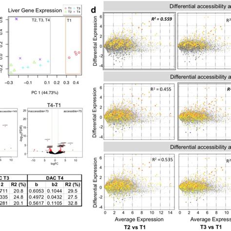 Dynamics Of Chromatin Accessibility And Gene Expression As A Function