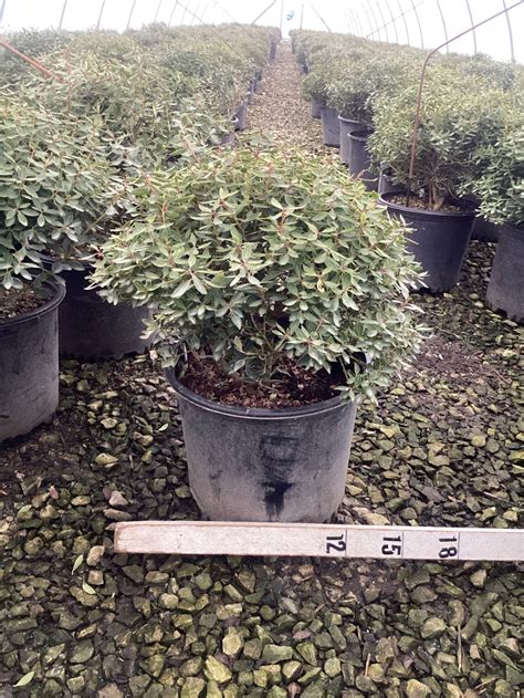 Compacta Inkberry Holly Native Evergreen Hedge Nature Hills