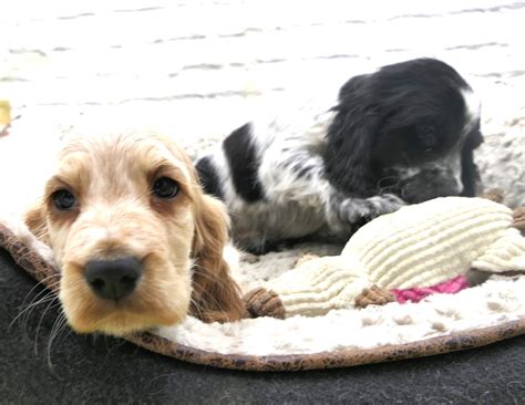 Engelse Cocker Spaniel T Waterhoennest