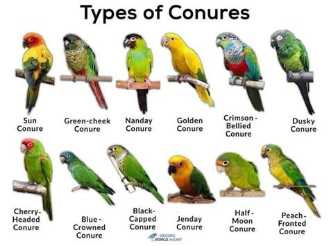 Different Types Of Conures Conure Bird Names Conure Breeds Birds