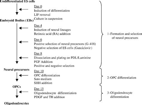 Schematic View Of The Differentiation Protocol Download Scientific