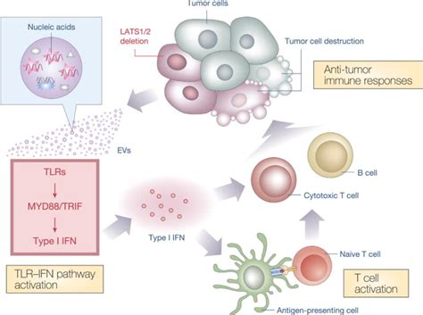 The Hippo Pathway Kinases Lats1 2 Suppress Cancer Immunity Pmc