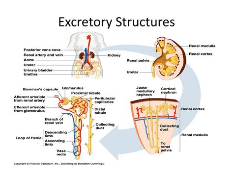 Cell Membrane Structure And Molecule Transport Part 1 Ppt Download