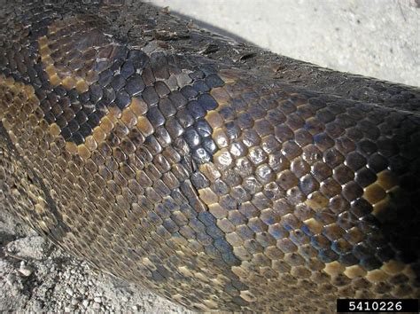 Pythons Genus Python Daudin 1803