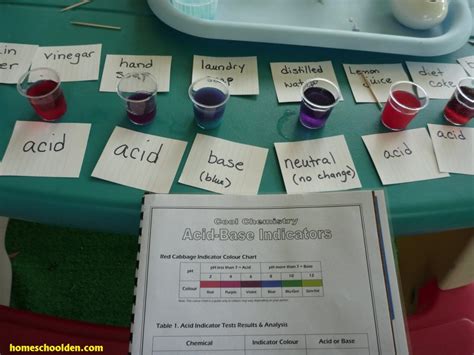 Experiment 13 Red Cabbage Ph Indicator Acid Base Tests Homeschool Den
